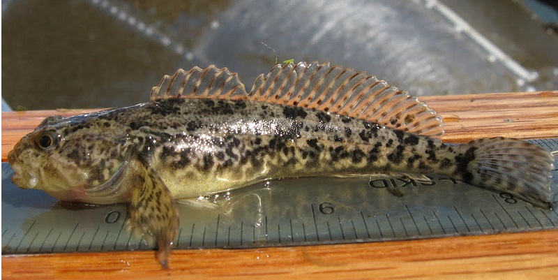 prickly sculpin range
